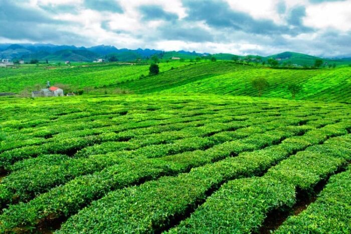 Tea Producing Countries Across the Globe - Boh Tea